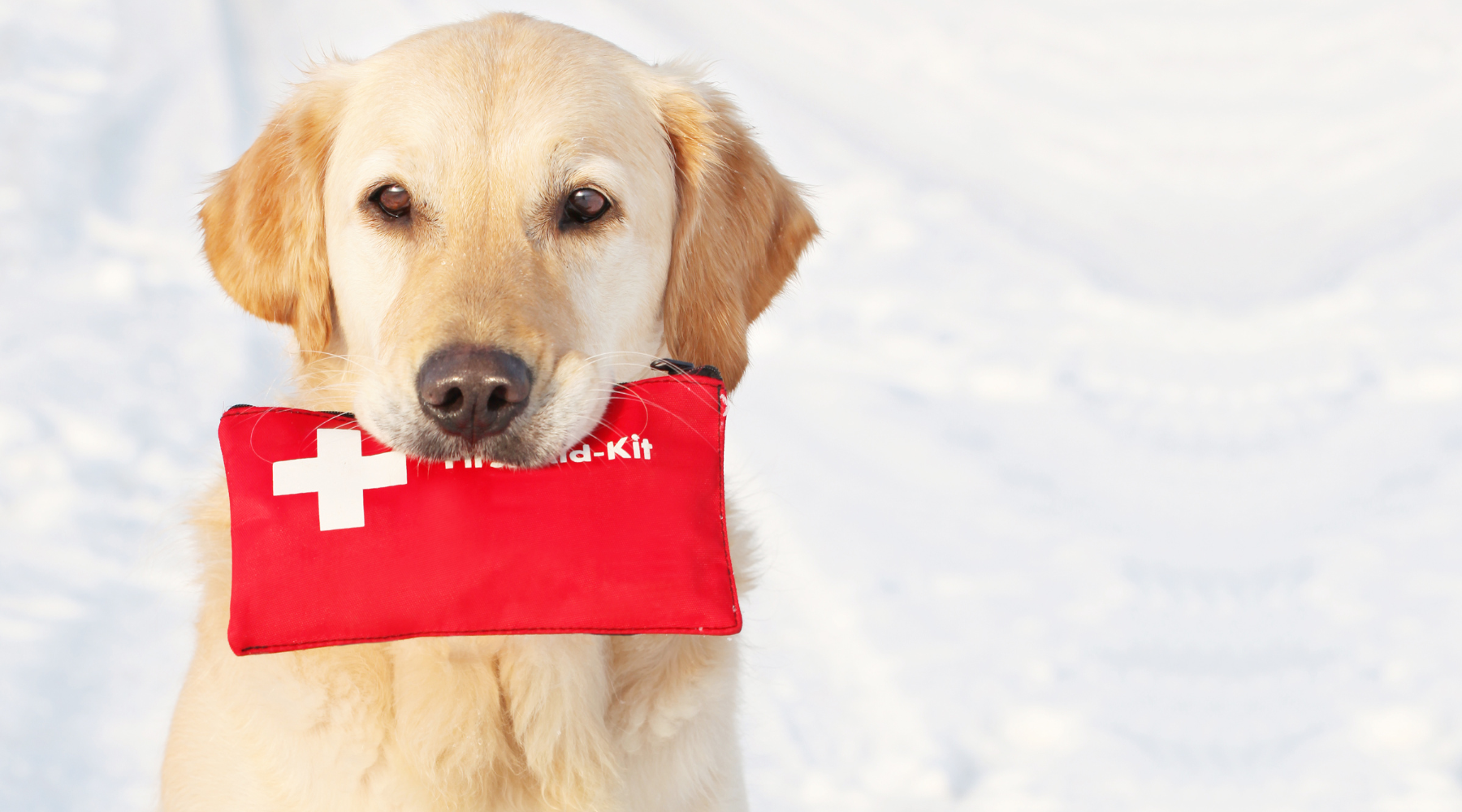 First Aid for Dogs: Being Prepared for Emergencies – Floof and Co