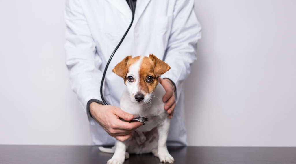 Common pet health problems and how to prevent and treat them