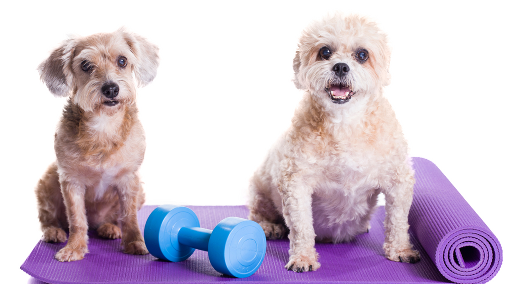 The Benefits of Regular Exercise for Pets