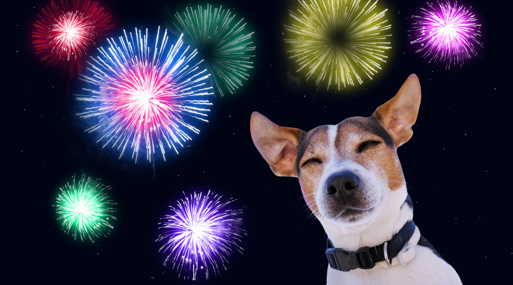 A Pooch's Guide to Diwali: Celebrating Safely with Your Dog